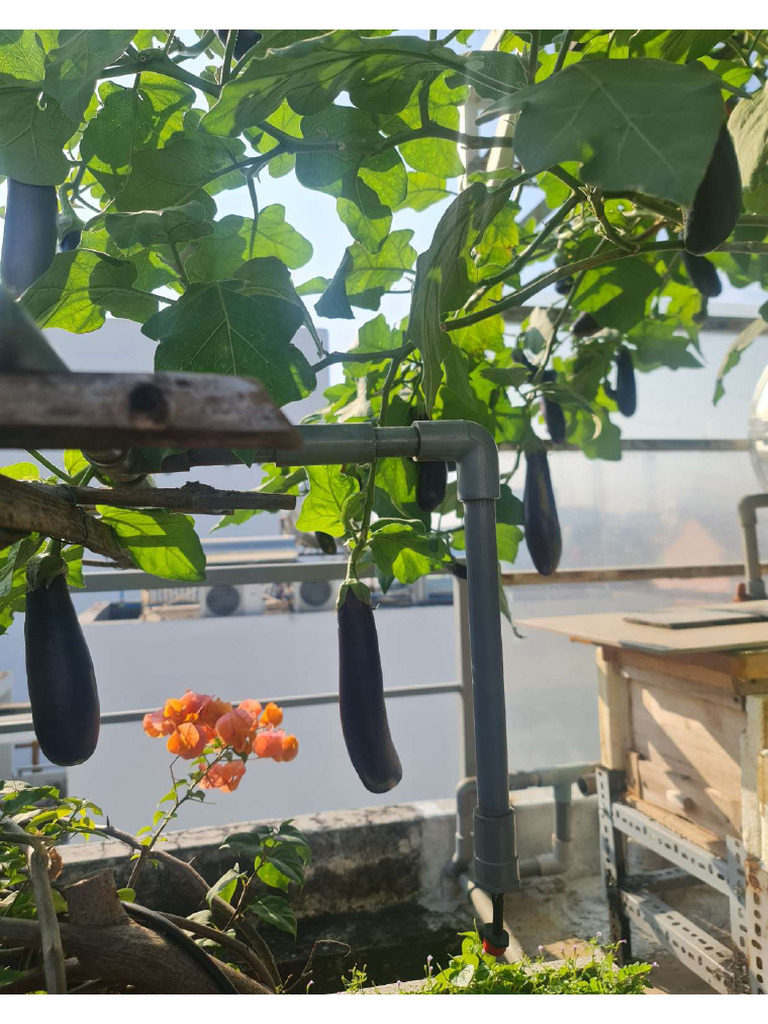 Cà TR NG Trên Sân Thư NG | PDF