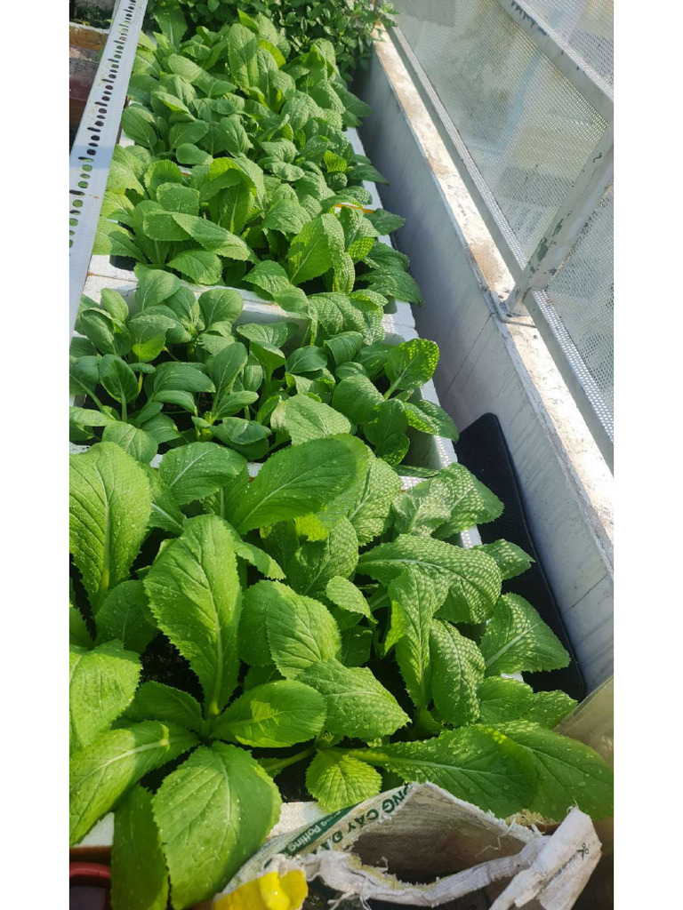 Rau cải trong thùng xốp | PDF