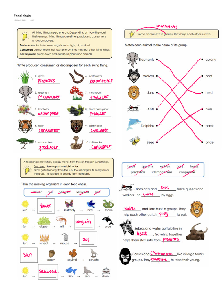 science ecosystem and food chain | PDF