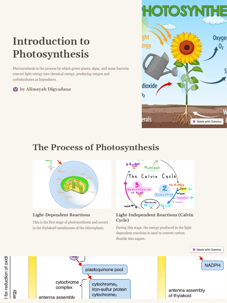Photosynthesis: Process and Impact | PDF | Photosynthesis | Metabolism
