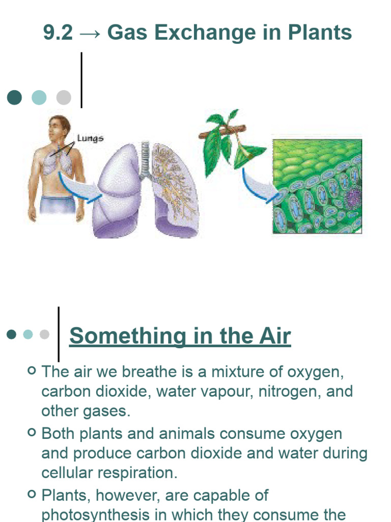 Gas Exchange in Plants | PDF | Stoma | Plant Physiology