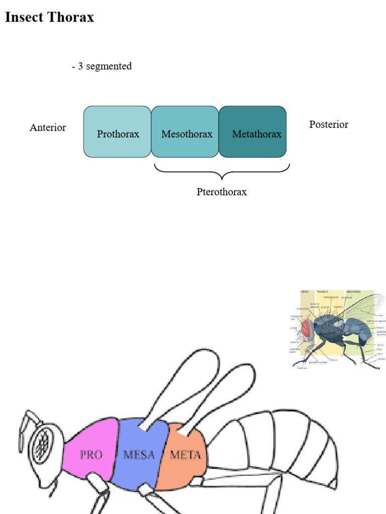 Lecture 10. Types of Insect Legs | PDF