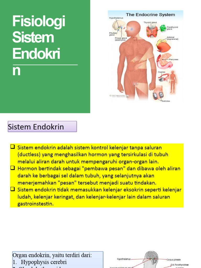 Fisiologi Sistem Endokrin | PDF