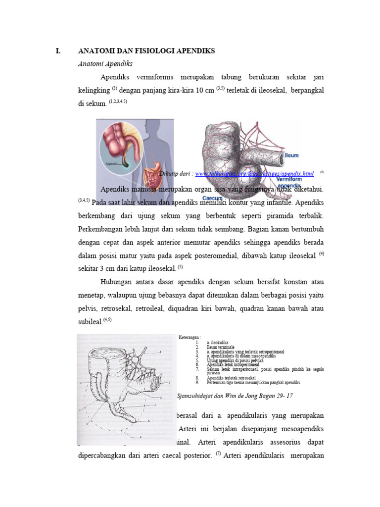 Anatomi Dan Fisiologi Apendiks | PDF | Kesehatan Holistik