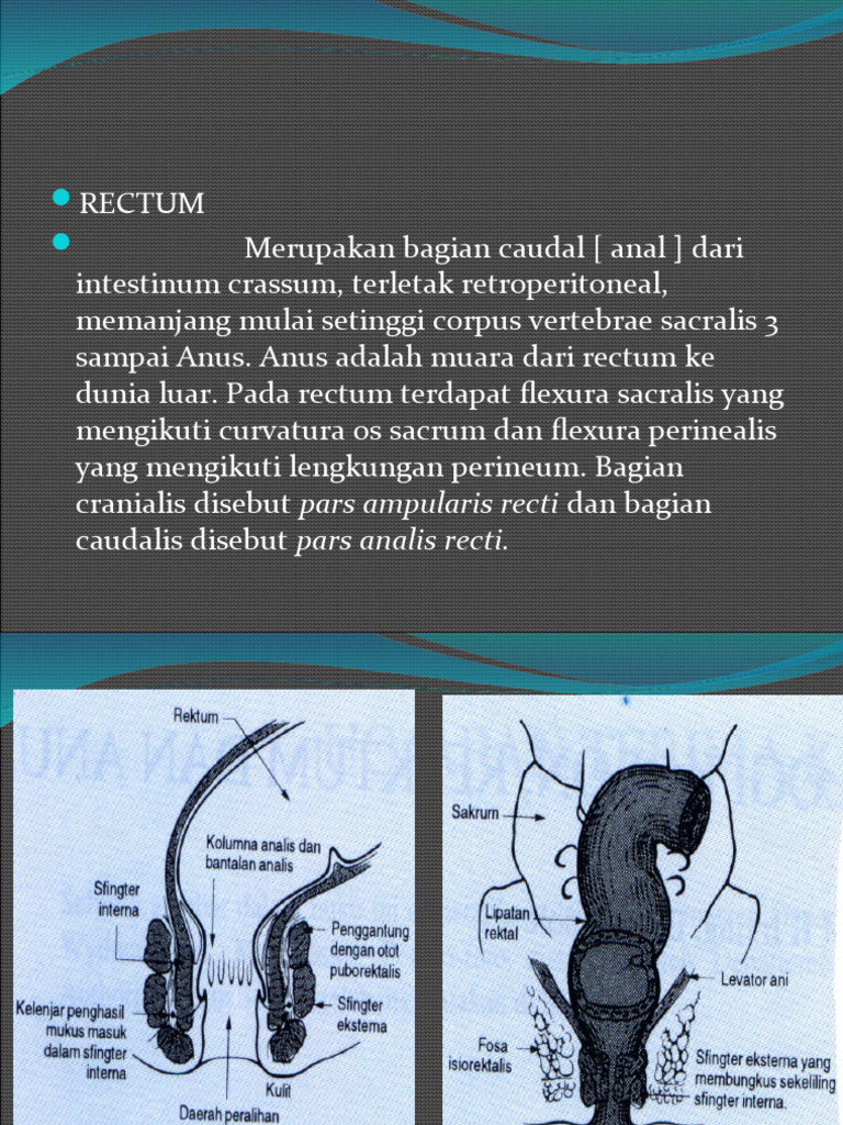 Anatomi Rektum | PDF