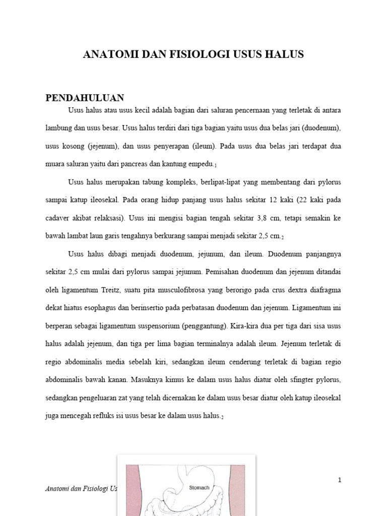 Anatomi Dan Fisiologi Usus Halus | PDF