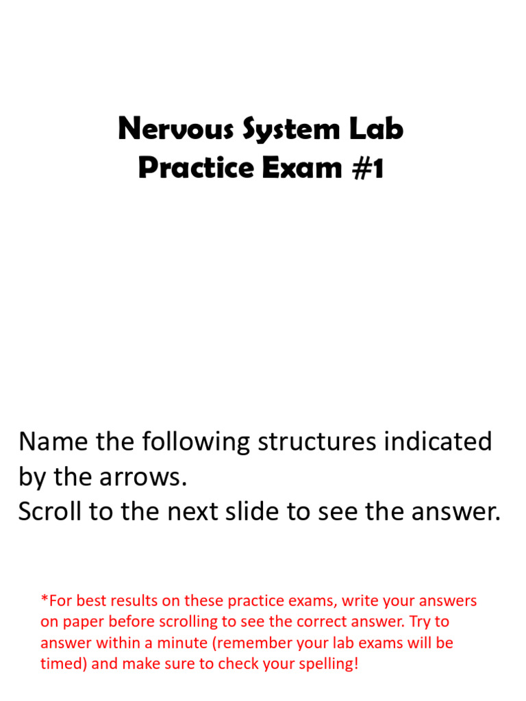 Nervous System Practice Exam 1good | PDF | Neuroanatomy | Nervous System