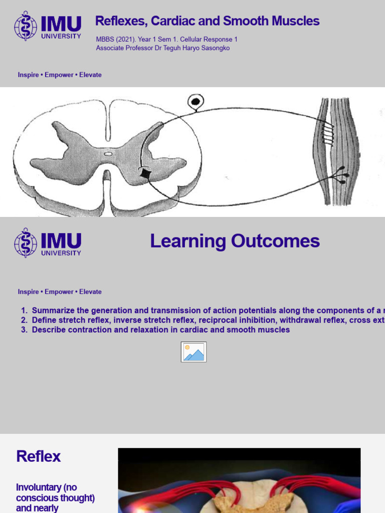 Reflexes and Muscle Physiology Overview | PDF | Cardiac Muscle | Muscle ...