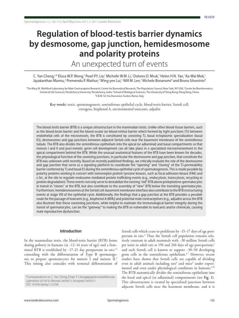 Regulation of Blood Testis Barrier Dynamics | PDF | Epithelium | Testicle