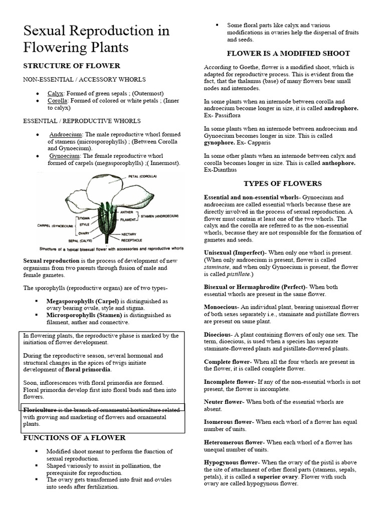 Sexual Reproduction in Flowering Plants | PDF | Flowers | Pollination