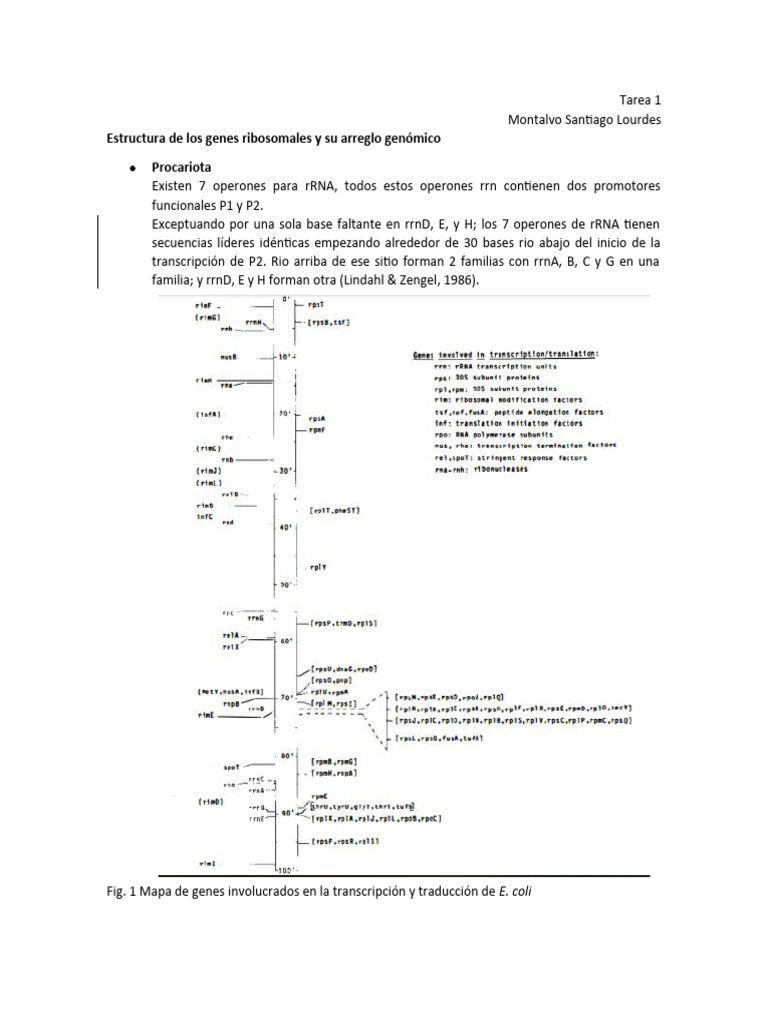 Tarea 1 | PDF | Adn | Rna