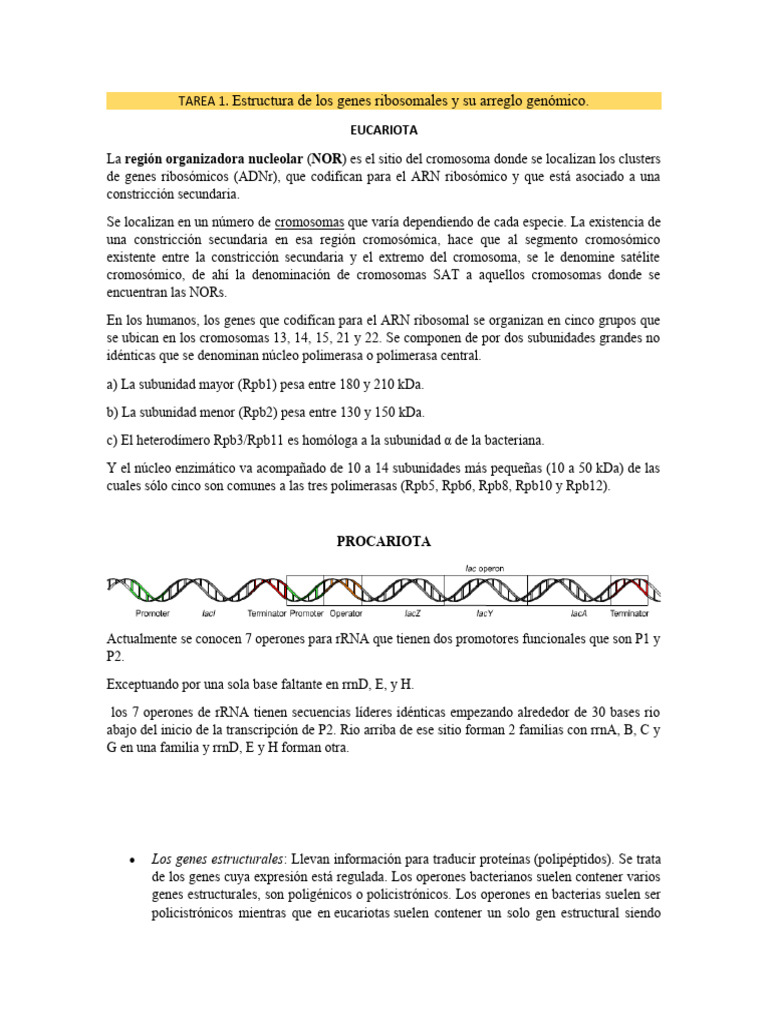Genes Ribosomales: Estructura y Genómica | PDF | Gene | Cromosoma