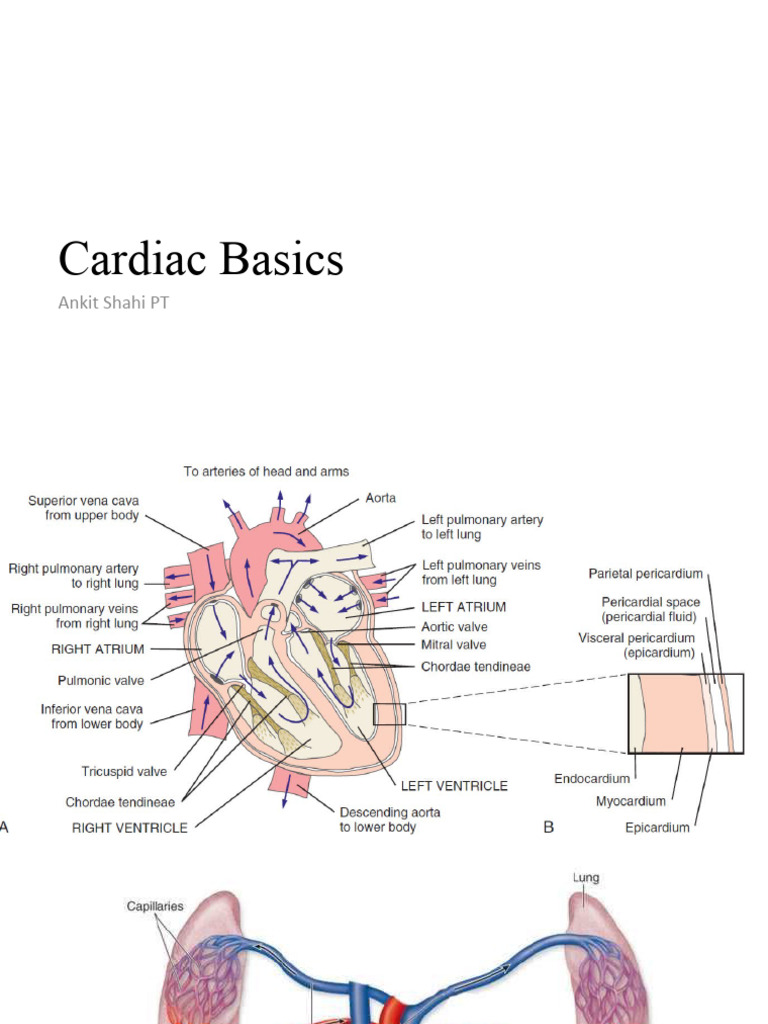 Cardiac Basics Student Copy. 2 | PDF | Diastole | Ventricle (Heart)