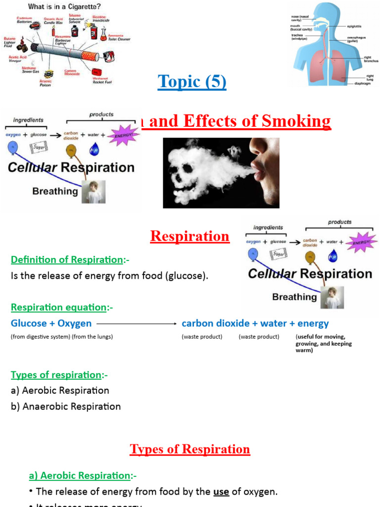 Effects of Smoking on Respiration | PDF | Respiratory System | Breathing