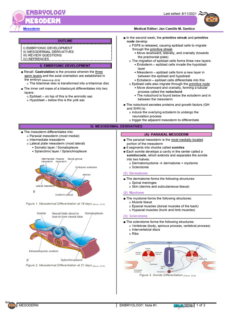 263 - Embryology Physiology) Mesoderm | PDF | Morphology (Biology) | Anatomy