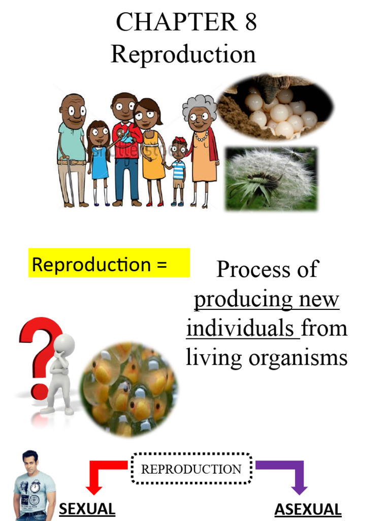 IGCSE BIOLOGY: Reproduction | Download Free PDF | Menstrual Cycle ...