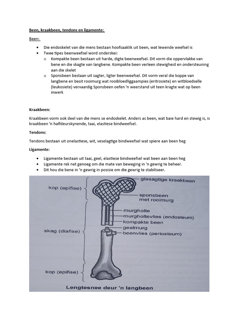 Been, Kraakbeen, Tendons en Ligamente | PDF