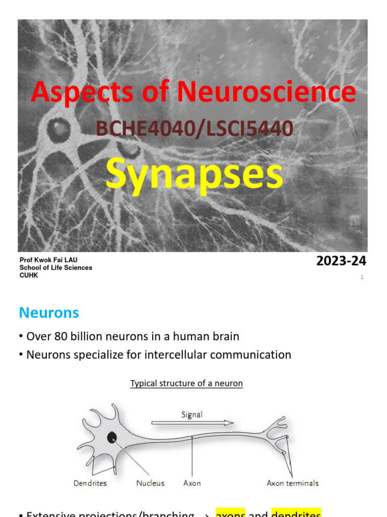 01 Synapses - Students | PDF | Chemical Synapse | Neurotransmitter