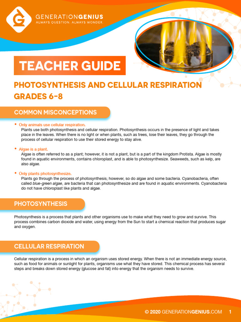 GG Photosynthesis Respiration TG | PDF | Photosynthesis | Algae