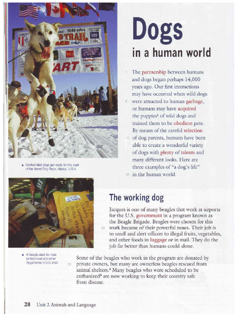 Dogs in A Human World | PDF