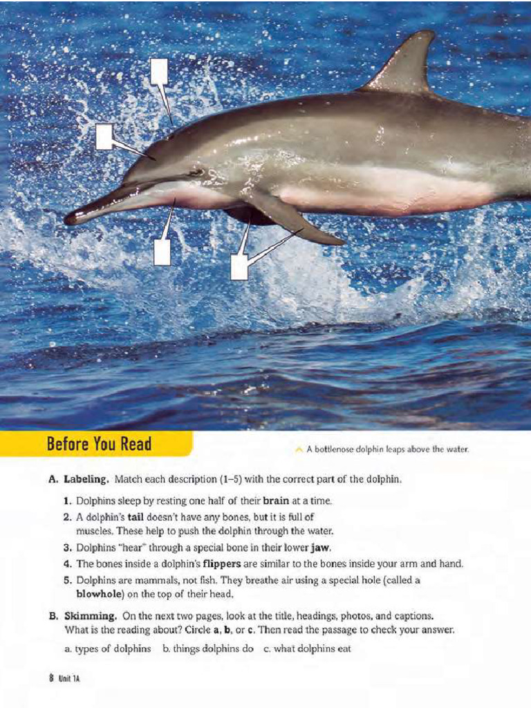 The Incredible Dolphin | PDF