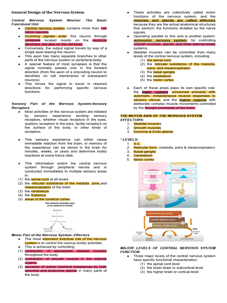 Organization of The NS 1 | PDF | Chemical Synapse | Neurotransmitter