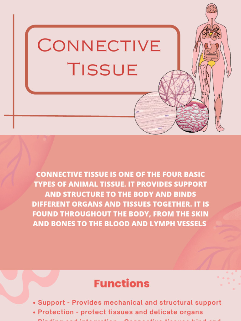 Connective Tissue | PDF | Connective Tissue | Bone
