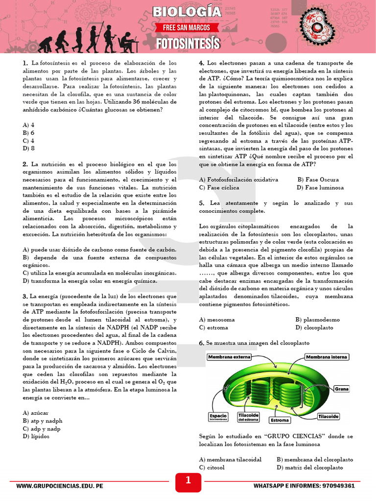 Proceso de Fotosíntesis y Nutrición Vegetal | PDF | Fotosíntesis ...