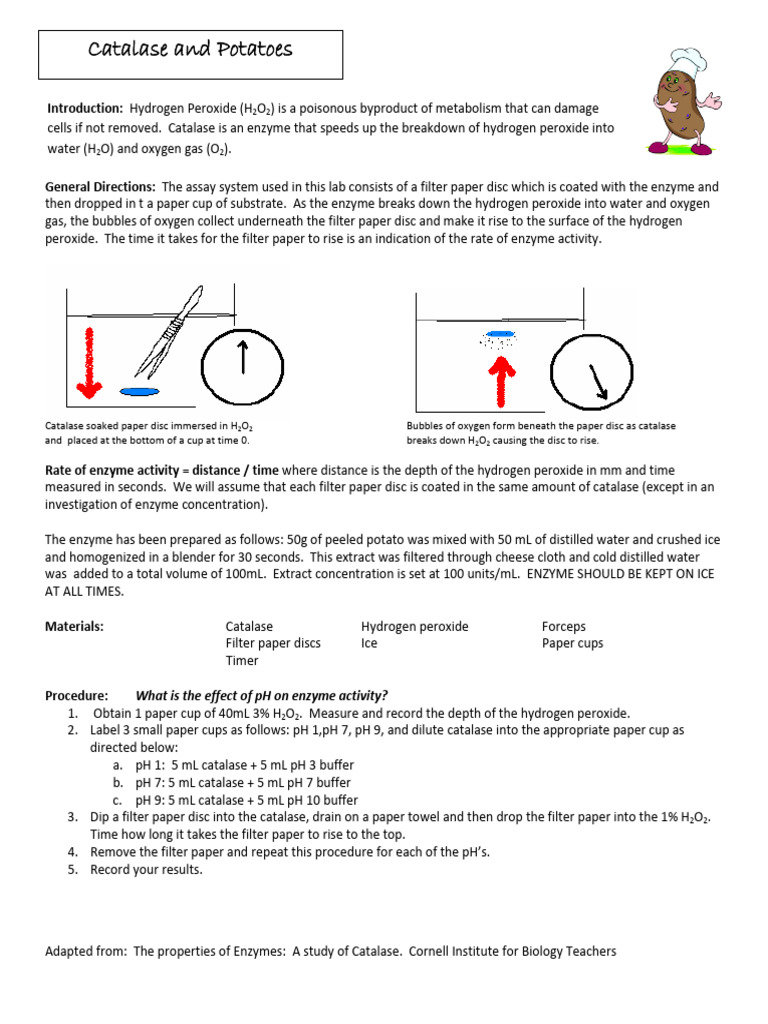 Catalase Lab Pdf Catalase Hydrogen Peroxide