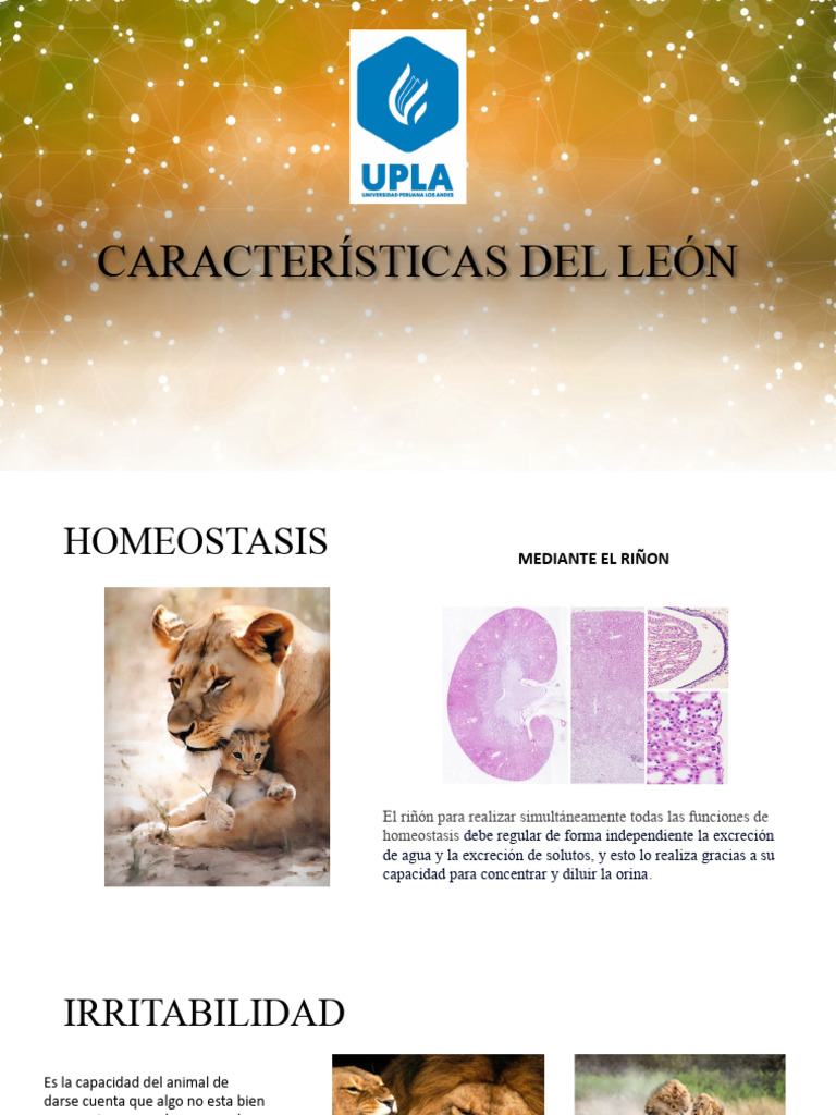 Características Del Leon | PDF | León | Reproducción