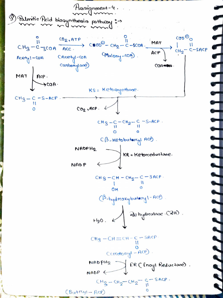 Biomolecular Metabolism - Asg 4 - Avik Ghosh - 20070 | PDF ...