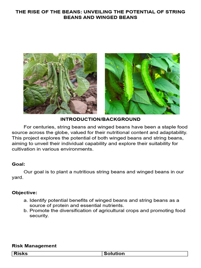 Project Plan | Download Free PDF | Bean | Seed