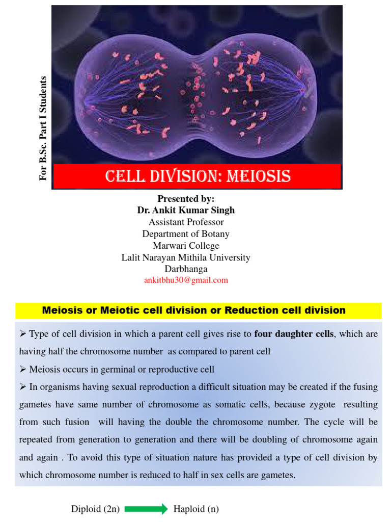 Understanding Meiosis: Cell Division Explained | PDF | Meiosis | Ploidy