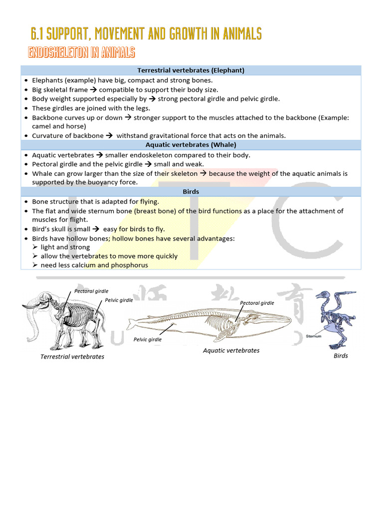F4 Endoskeleton | PDF | Skeleton | Zoology