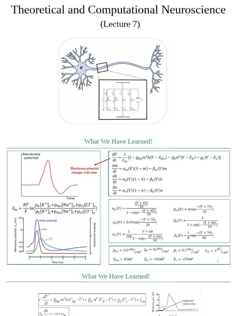 Theoretical and Computational Neuroscience-2021-Lecture7 | PDF | Applied Mathematics | Neuroscience