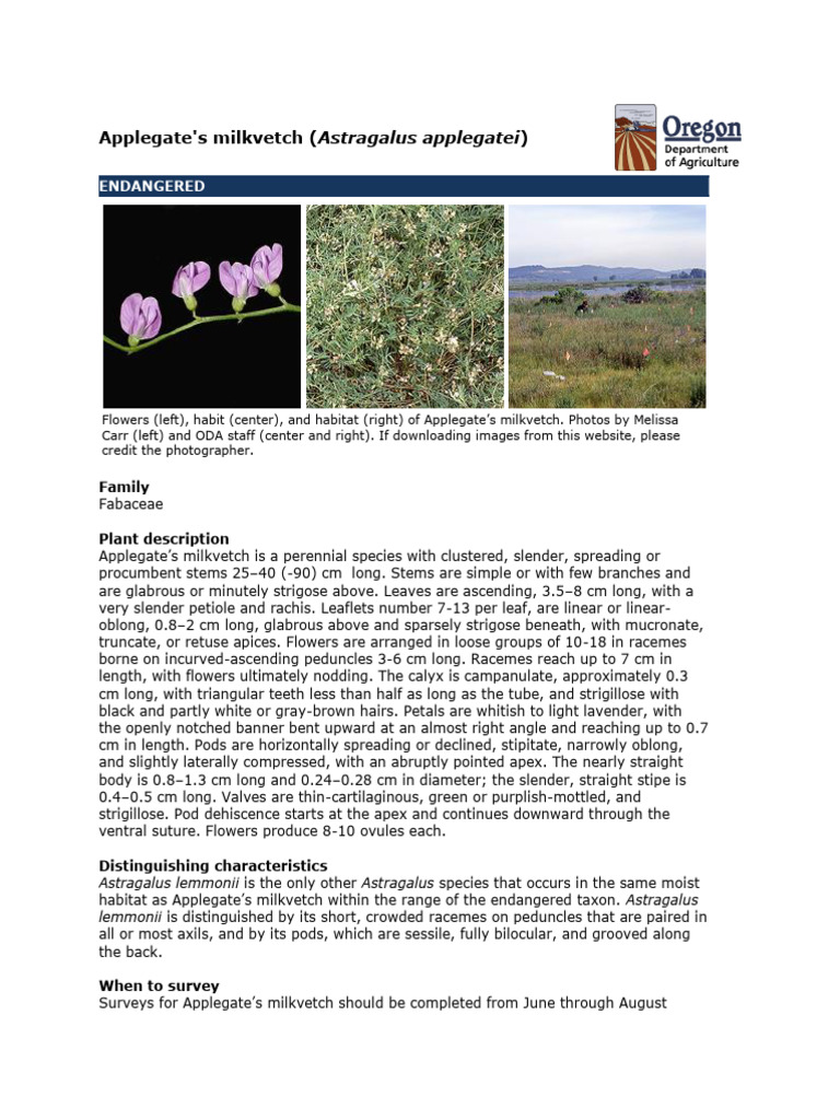 Applegate's Milkvetch: Endangered Plant Guide | PDF | Organisms | Botany