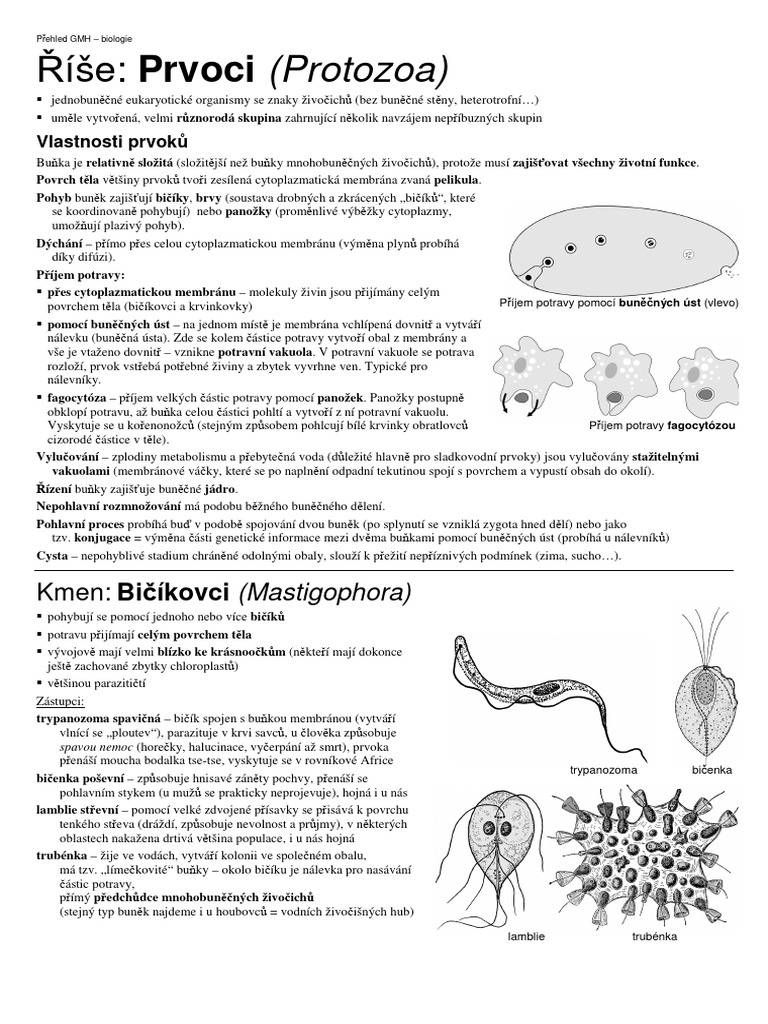3zoo 02 Prvoci | PDF