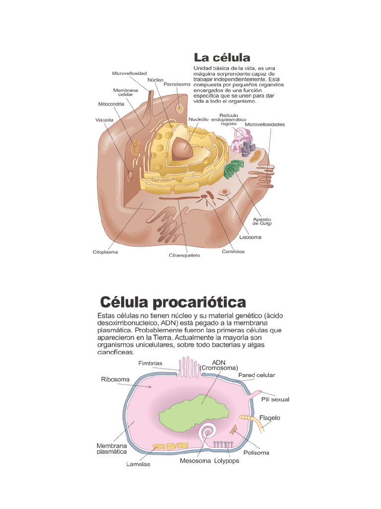 Celulas | PDF