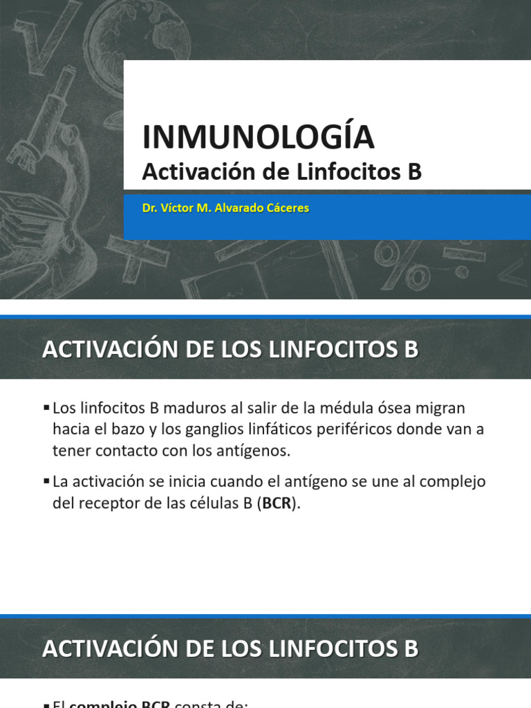 Activación de Linfocitos B | PDF | Célula B | Anticuerpo