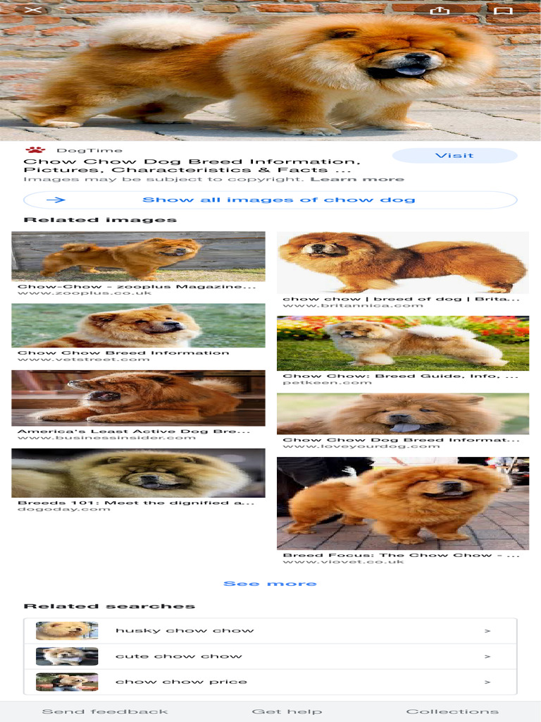 Chow Dog - Google Search | PDF | Dog Breeds | Mammals As Pets