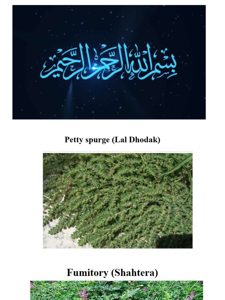 Common Weeds and Their Names | PDF