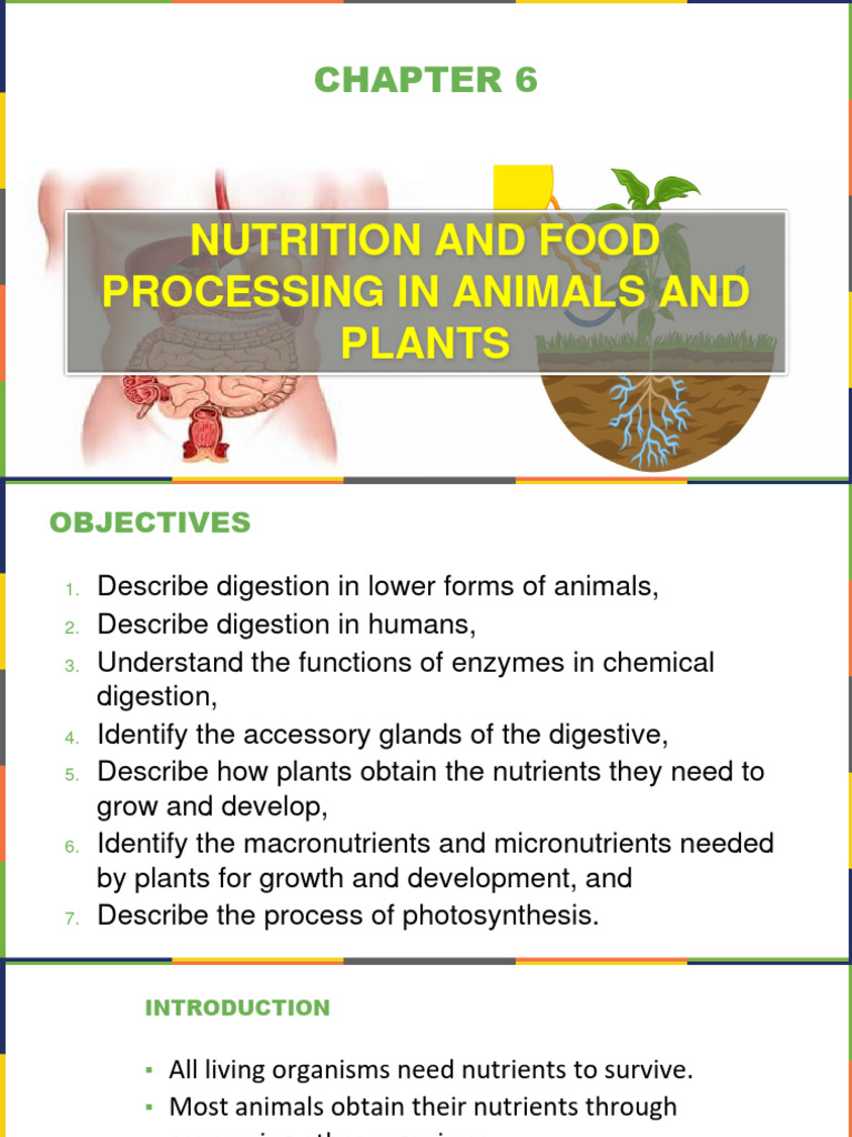Animal and Plant Nutrition Overview | PDF | Stomach | Digestion