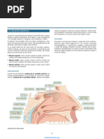 4 Fosas Nasales & Senos Paranasales | PDF | Nariz humana | Anatomía