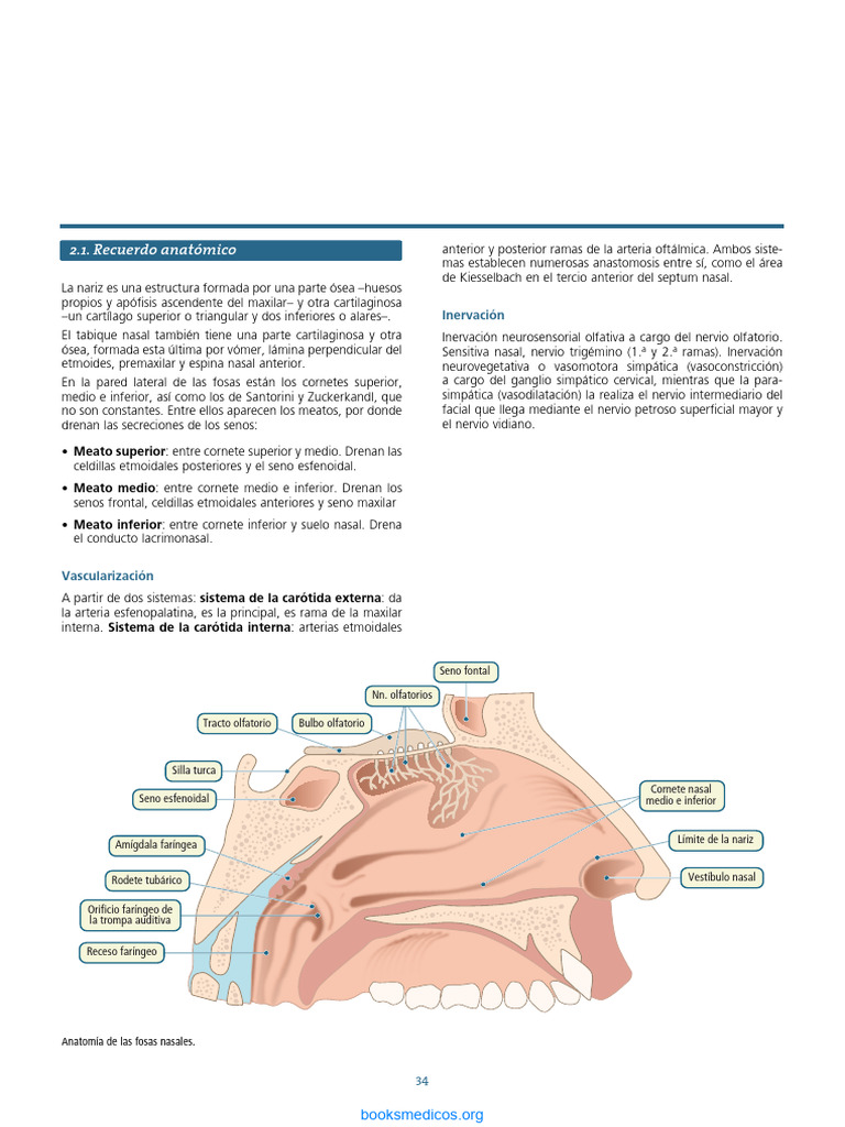 Anatomia Nariz y Senos Paranasales | PDF | Nariz humana | Cabeza y cuello humanos