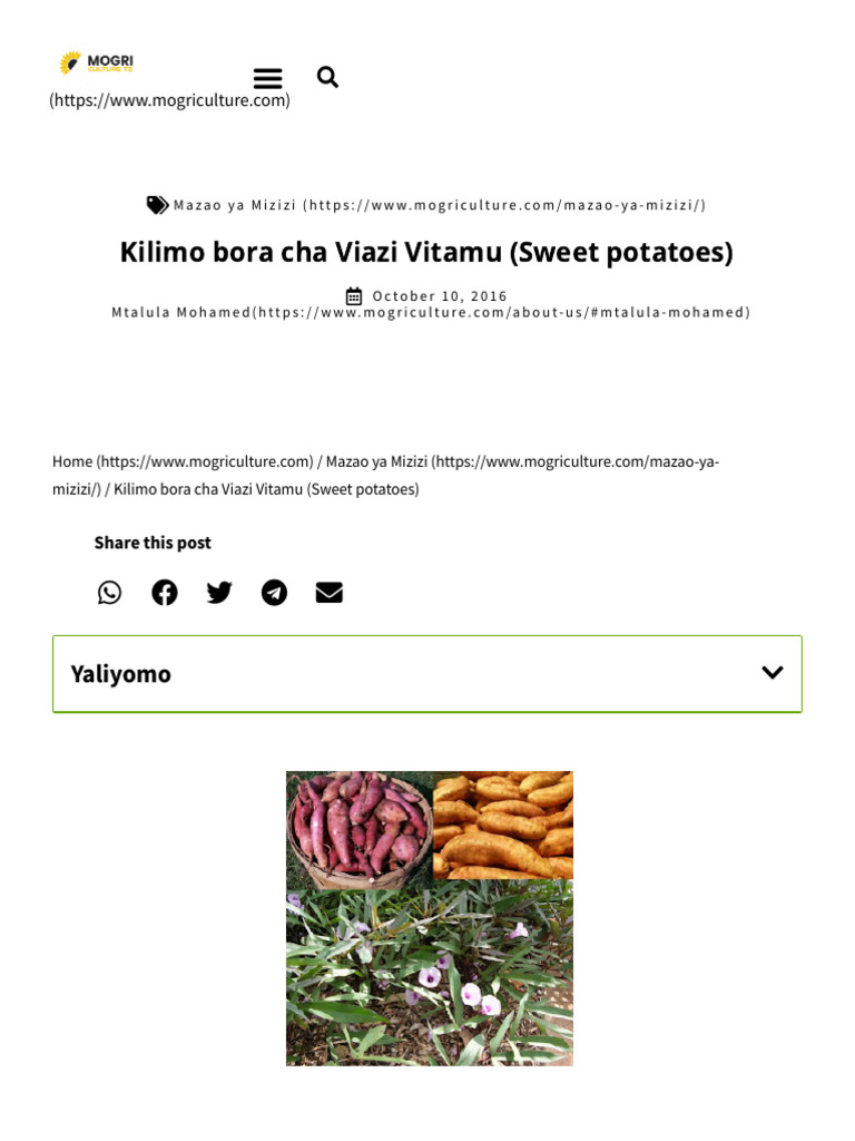 Kilimo Bora Cha Viazi Vitamu (Sweet Potatoes) - Mogriculture TZ | PDF