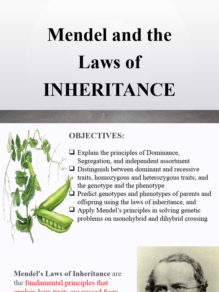 Mendelian Genetics | PDF | Dominance (Genetics) | Genotype