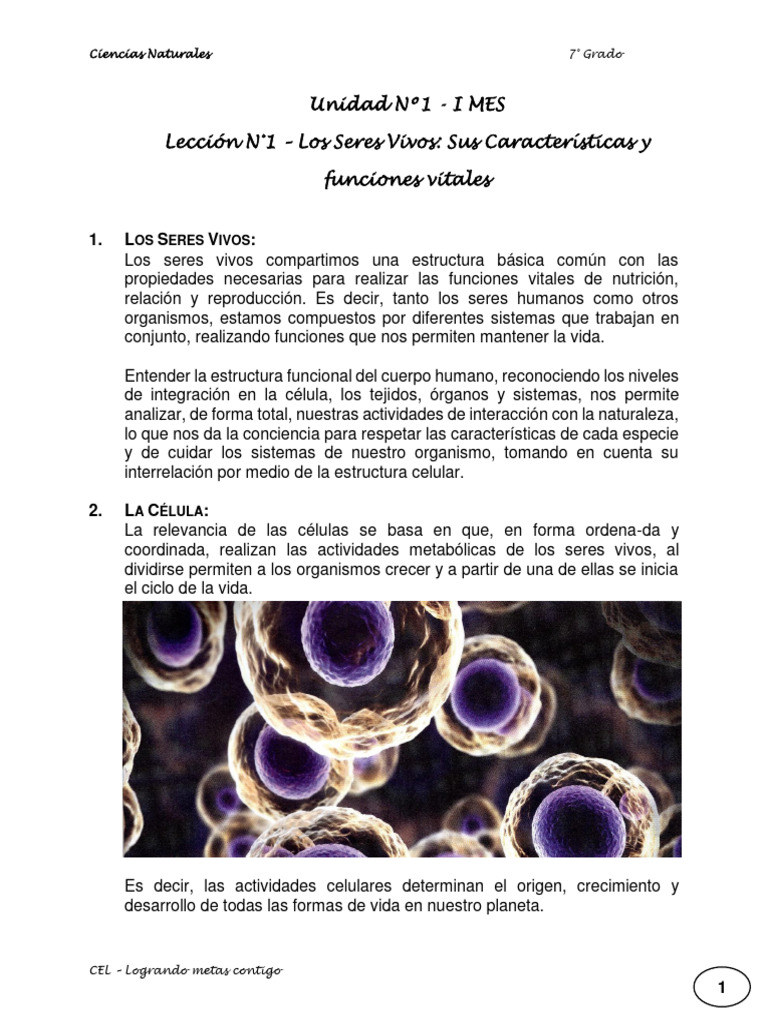 Unidad N 1 Ciencias Naturales 7 Los Seres Vivos | PDF | Biología ...