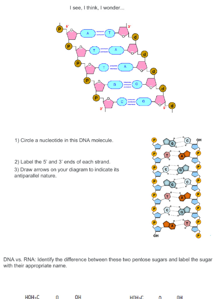 A1.2 Nucleic Acids Jamboard | PDF