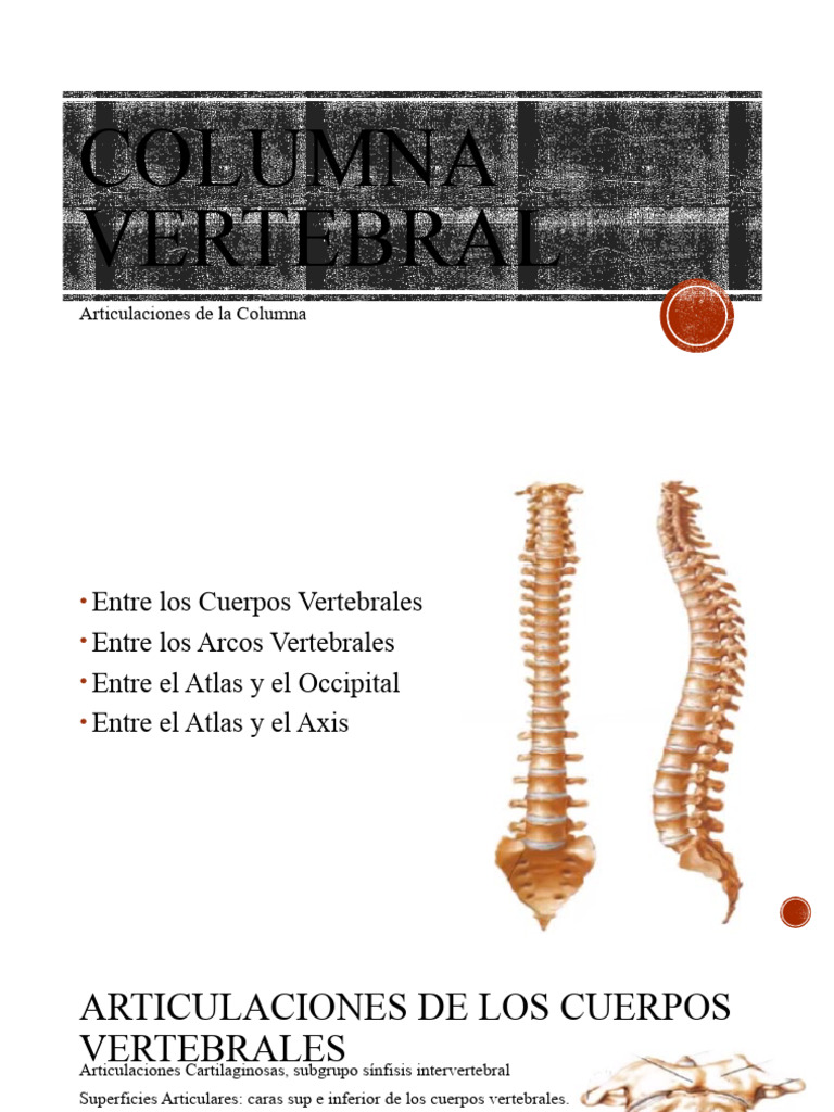 Columna Vertebral Articulaciones | PDF | La columna vertebral | Articulación