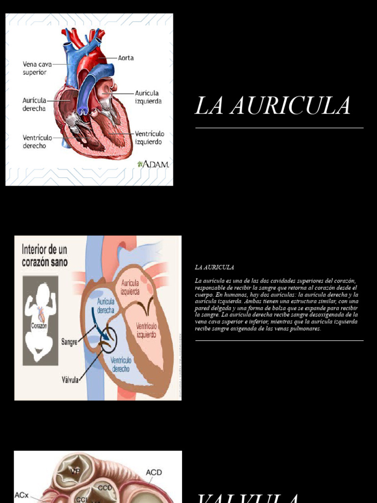 Estructura y función de la aurícula y válvula tricúspide | PDF